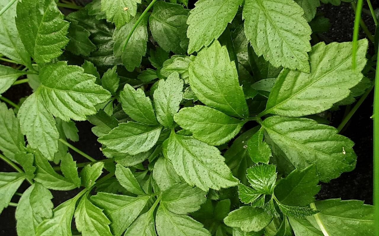 ActivAMP® para mejorar el rendimiento físico y mental [Estudio clínico]